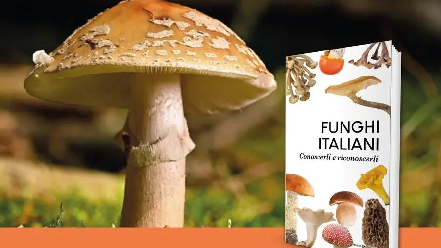 «Funghi italiani. Conoscerli e riconoscerli» in edicola con il Giornale ...