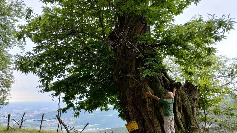 Allarme rosso per... i marroni: a Bovezzo una mappa per tutelarli ...