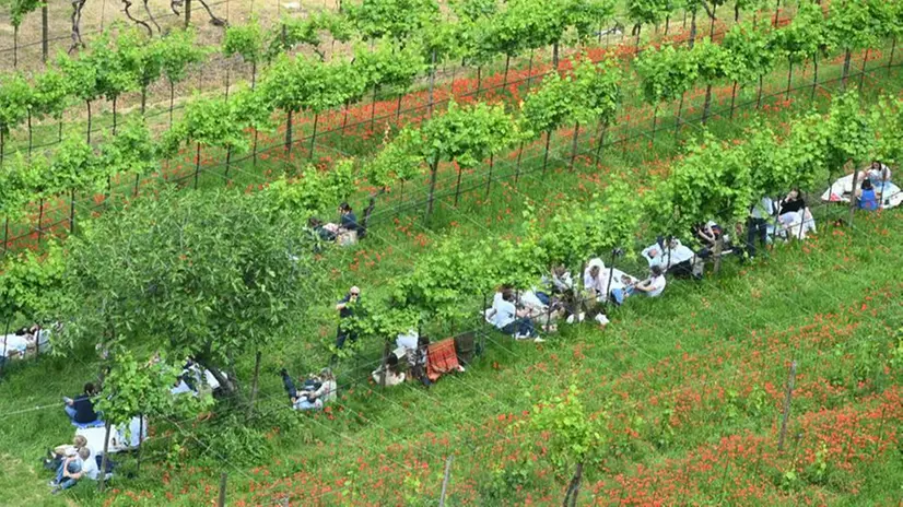 Il «Pic-nic Bello e Buono» al Vigneto Pusterla | Giornale di Brescia