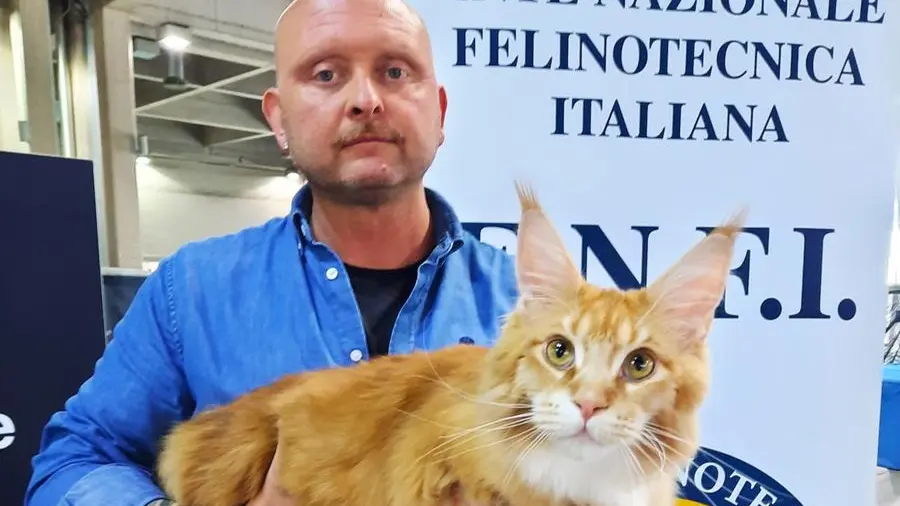 Il gatto più bello del mondo è bresciano e si chiama Leonardo ...