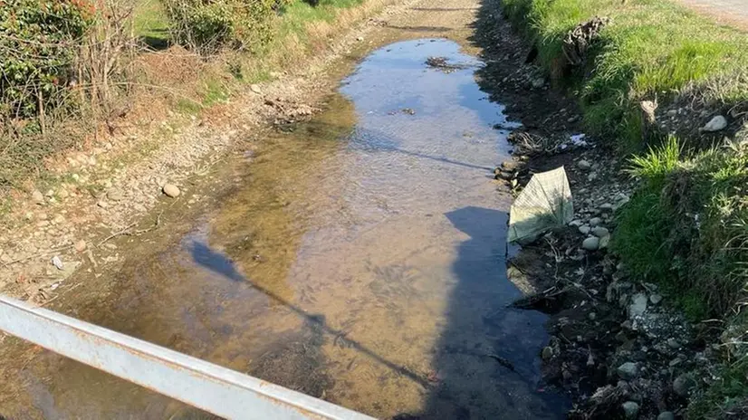 Moria di pesci nella roggia Castrina a Chiari: segnalato alle autorità ...