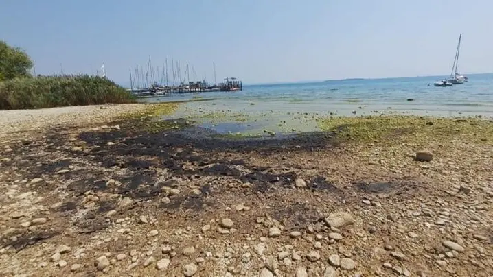 Chiazze nere in spiaggia: non è gasolio, ma alghe putrefatte | Giornale ...