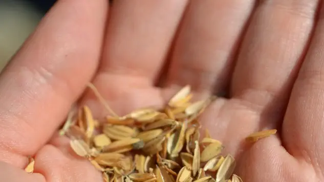 La bresciana Turboden in Cile crea energia dalla lolla di riso ...