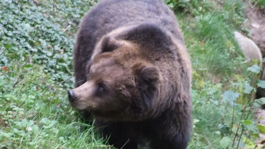 Dopo la fuga dal recinto, l'orso Papillon perde il collare | Giornale ...