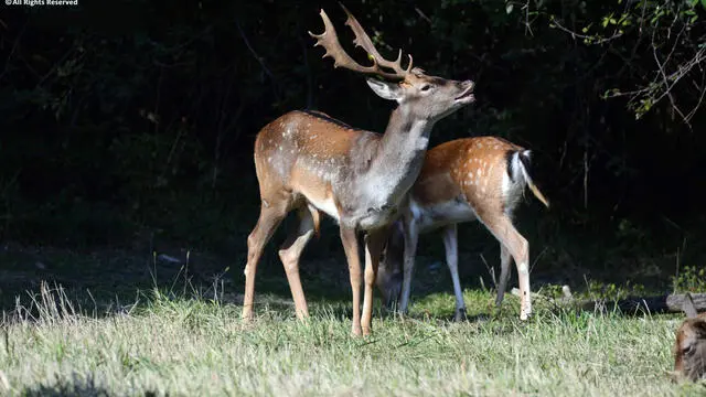 Impigliati nella rete di una porta da calcio, morti due daini ...