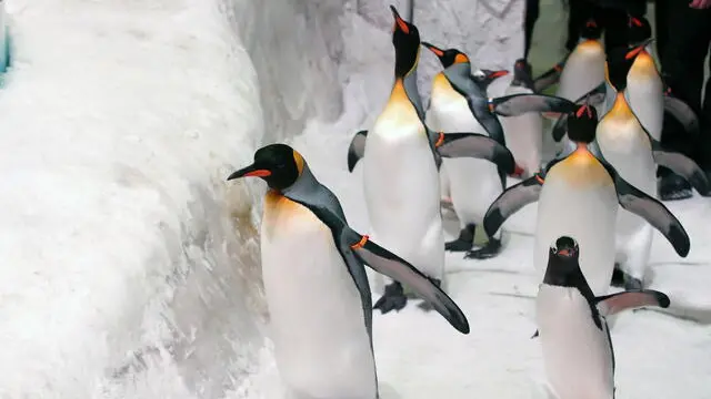 'Offresi lavoro a Port Lockroy, l'ufficio postale dei pinguini ...
