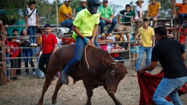 Rodeo dei tori a Roma, insorgono animalisti e Garante | Giornale di Brescia