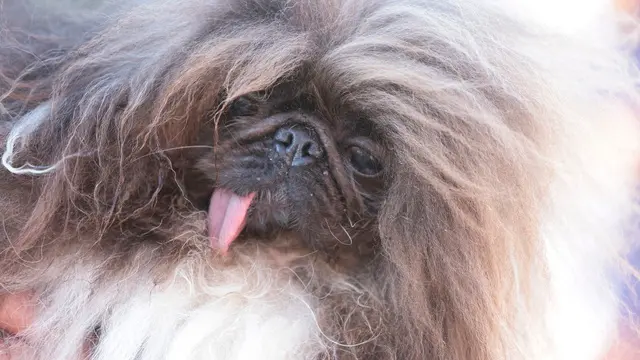 E' un pechinese di otto anni il 'cane più brutto del mondo' | Giornale ...