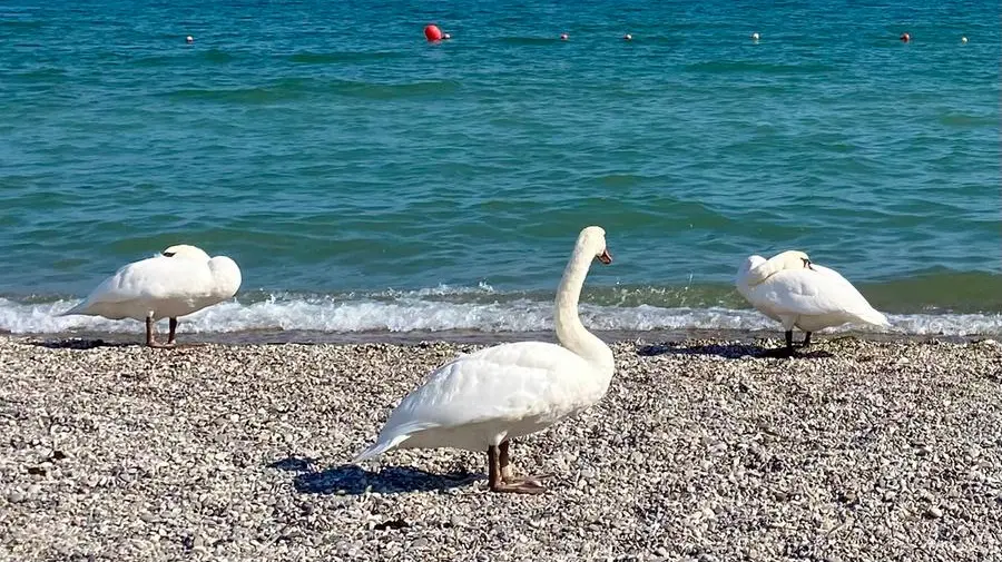 Cigni in pericolo a Desenzano, il Wwf: «Non date loro da mangiare ...
