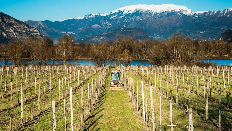 Vino, dalla Regione contributi a sostegno delle piccole cantine ...
