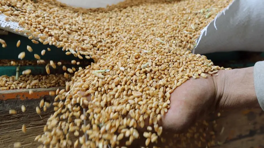 Una giornata per celebrare il grano biologico 100% bresciano | Giornale ...