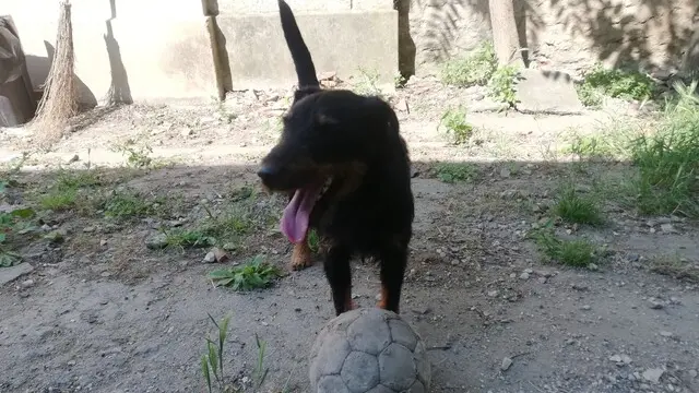 Rubato camper con dentro un cane, animale ritrovato e restituito ...