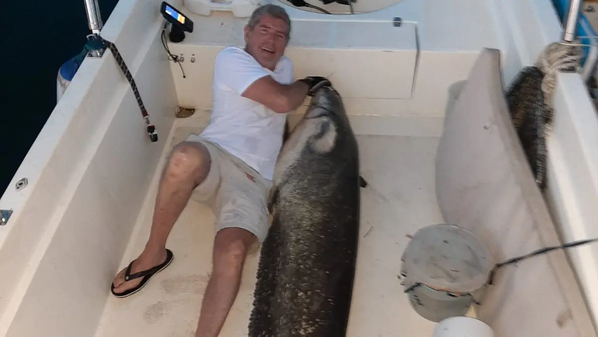 Pesce siluro, sul lago d’Iseo nuovo appello per il contenimento ...