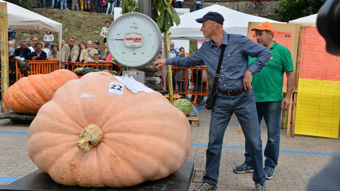 Sfida tra zucche giganti a Sale Marasino: nel mirino c’è il record ...