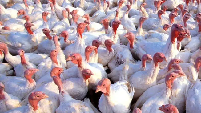 Influenza aviaria: focolaio in un allevamento di tacchini a Seniga ...