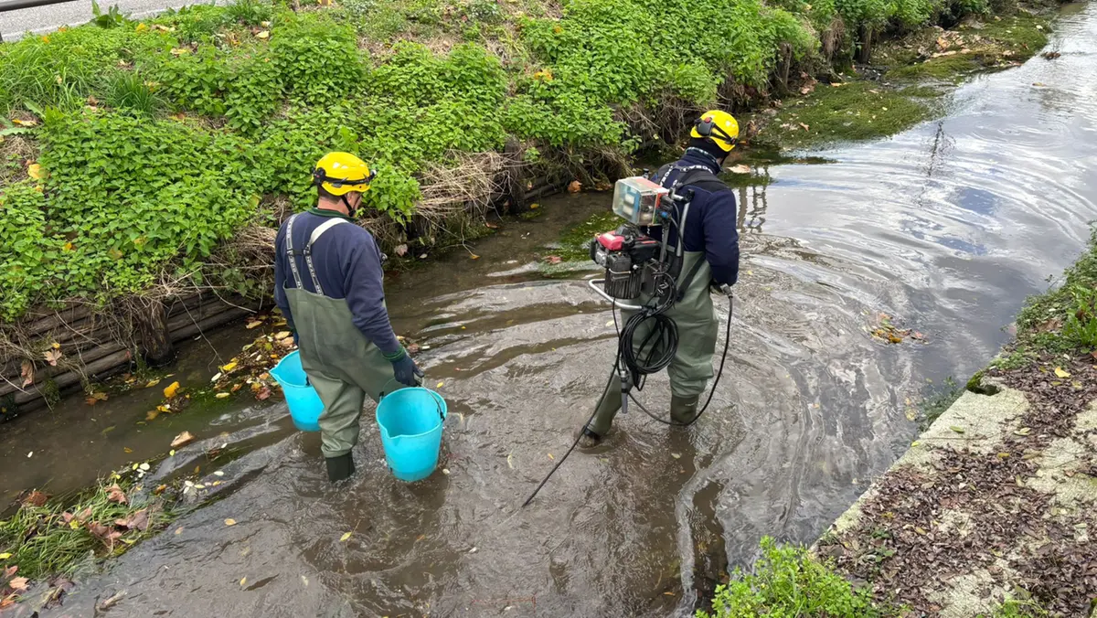 Montirone, traslocati mille pesci e gamberi dalla Gheda e dalla ...