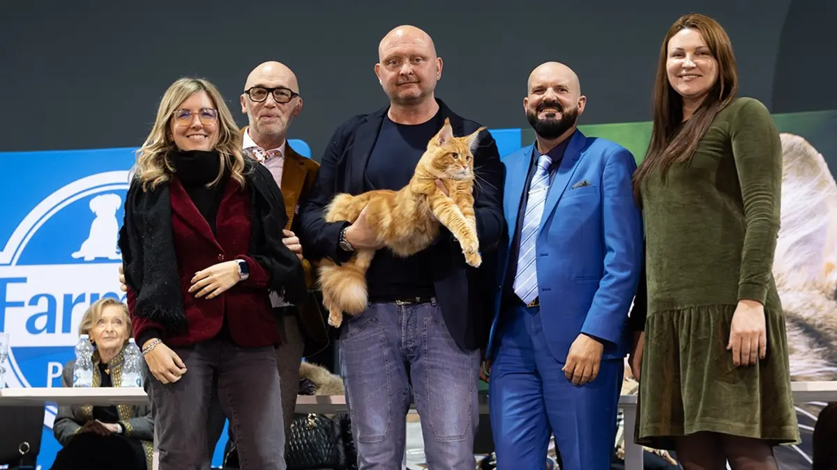 Il gatto più bello del mondo si chiama Abarth e vive a Brescia ...