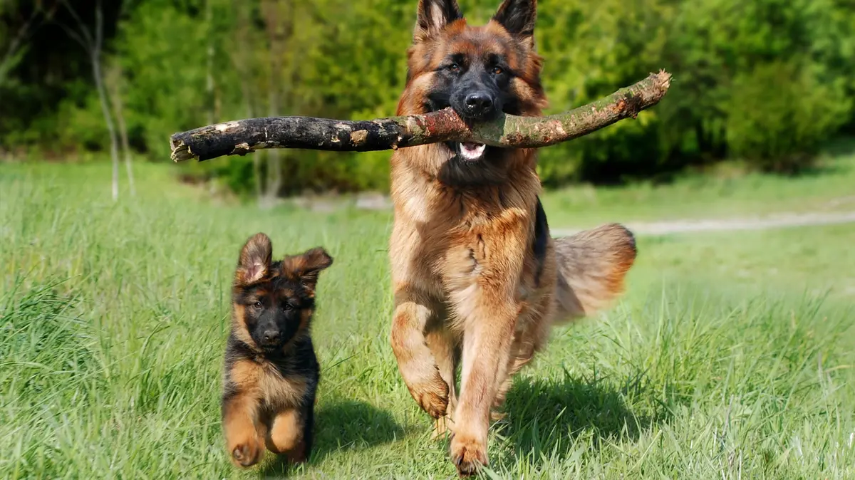 Come capire il cane: i trucchi per interpretare i comportamenti ...